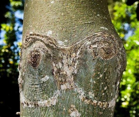 Sexy Trees Pics