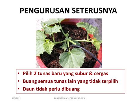 Fertigasi Melon Doa Serdang Pdf