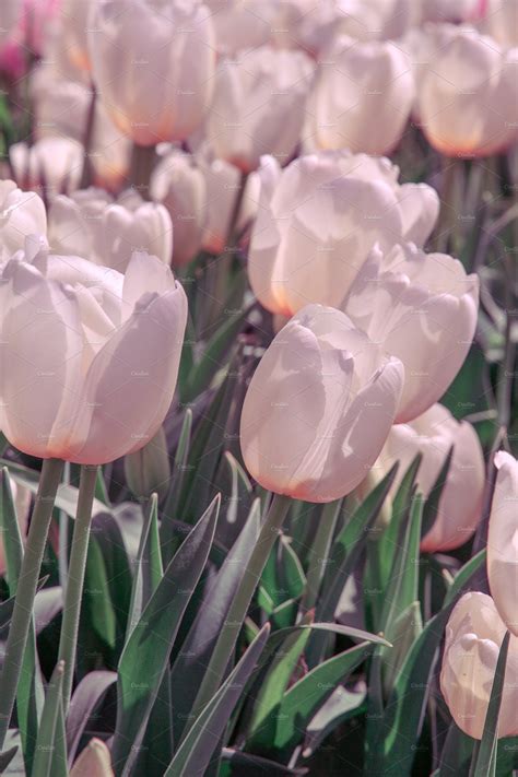 Aesthetic Tulip Wallpaper References Mdqahtani