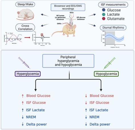 Acute Hyper And Hypoglycemia Uncouples The Metabolic Cooperation