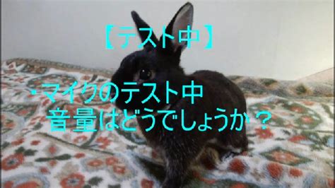 【無料ギフト可】つりっくま！ランキング入りを目指す（ 南90000 ぼ70000 旧51000）【ポップコーンメーカー