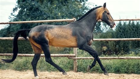 Rare Horse Breeds Mules Sold At Auction Were Endangered Przewalskis