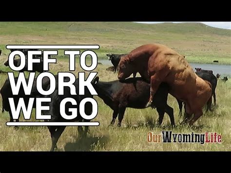 Bulls And Cows Mating