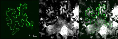 Subcellular Localization Of Msthi1 A Fusion Gfp Fluorescence B