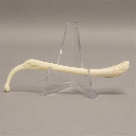 Coon Pecker Raccoon Baculum Bone Authentic Texas Toothpick For Good