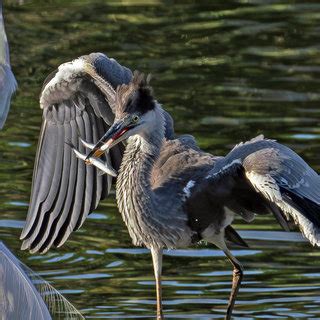 アオサギの幼鳥 鳥撮り野鳥