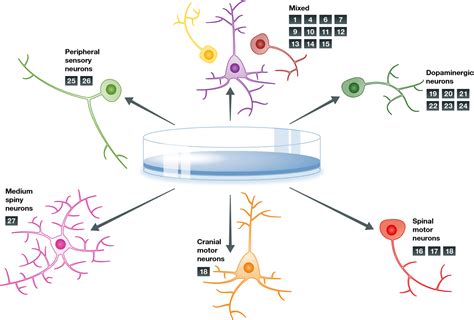 Forward Engineering Neuronal Diversity Using Direct Reprogramming The Embo Journal
