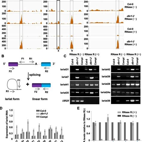 A Model For Lariat Rna Inhibits Mirna Biogenesis In Plants Pri Mirnas