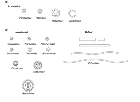 Classification Of Virus Biology Notes Online