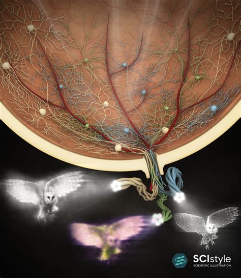 Retinal Ganglion Cells Scistyle