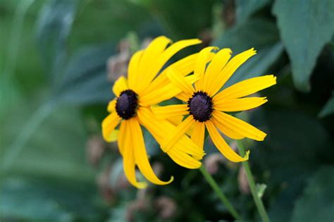 두 검은 눈 수잔 또는 Rudbeckia Hirta 연간 꽃 식물 밝은 노란색 완전히 열려 있는 꽃과 검은 센터 지역 도시
