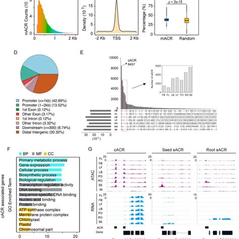 Genome Wide Identification Of Soybean Accessible Chromatin Regions