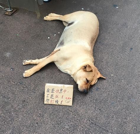 大黃狗躺地動也不動 告示牌「我是休息中，不是死！」 Ettoday寵物雲 Ettoday新聞雲
