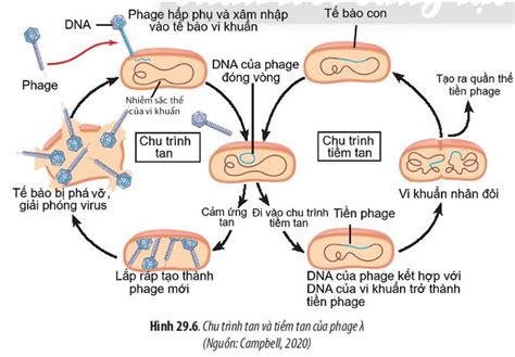 Hãy Trình Bày Chu Trình Tan Và Tiềm Tan Của Virus