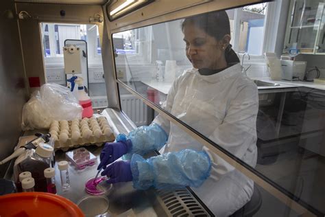 Bird Flu Uk Could Mass Vaccinate Chickens To Prevent Avian Influenza