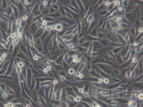 Mda Mb 231人乳腺癌细胞 企业官网