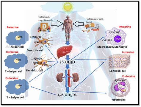 Formation Of Two Main Forms Of Vitamin D The Main Circulating Form 25 Download Scientific