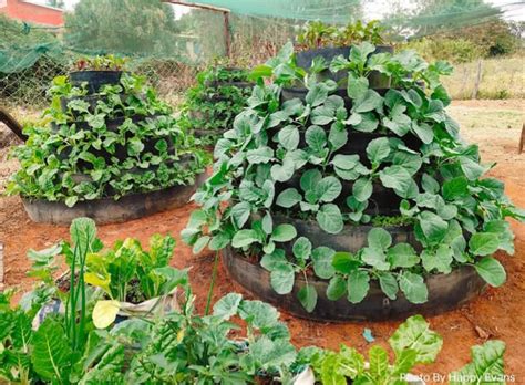 Rich Farm Kenya Profitable Agribusiness Ideas In Fruit Farming