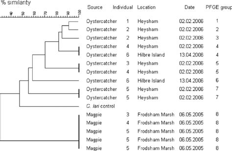 Dendrogram Showing The Genetic Similarity Between C Lari Isolates