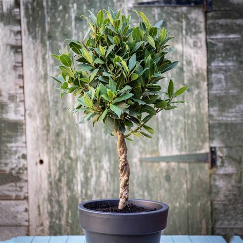 Bay Double Twisted Stem Tree Suttons