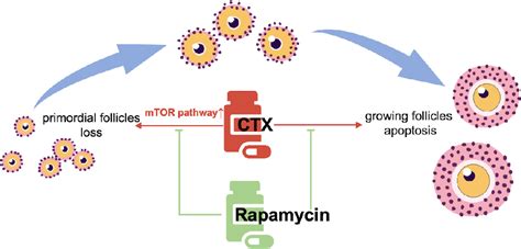 Figure 1 From Rapamycin Maintains The Primordial Follicle Pool And
