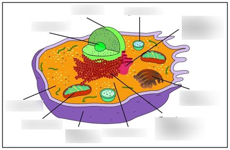 Cell Structure Function And Type The Cell Diagram Quizlet