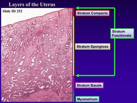 Stratum Basalis Endometrium