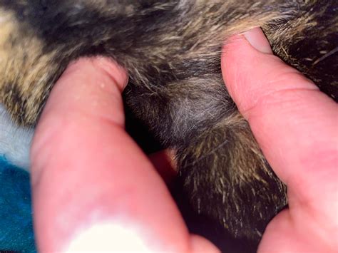 Tortoise Shell Cat Owners Society And Social Club Hi Yall I Do Not Know What Is Going On