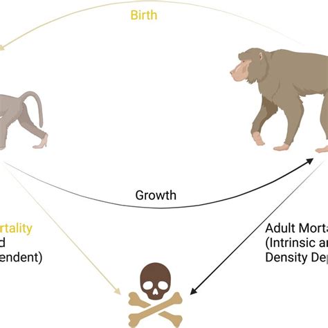 Depiction Of Baboon Life Cycle Non‐reproductive Juveniles Grow Into Download Scientific