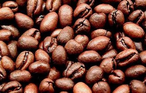 Robusta Peaberry Roasted Coffee Beans At ₹ 645kg Robusta Coffee