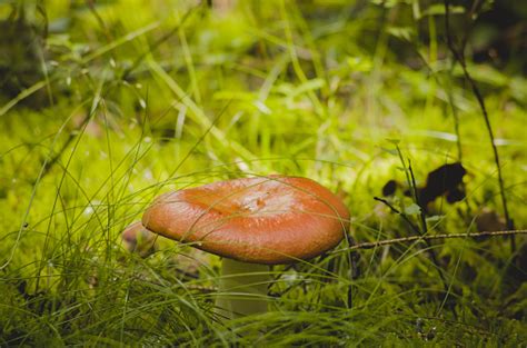 그림자에 가을 숲 잔디 이끼에 아름 다운 작은 빨간 노란색 Russula 버섯의 매크로 0명에 대한 스톡 사진 및 기타 이미지