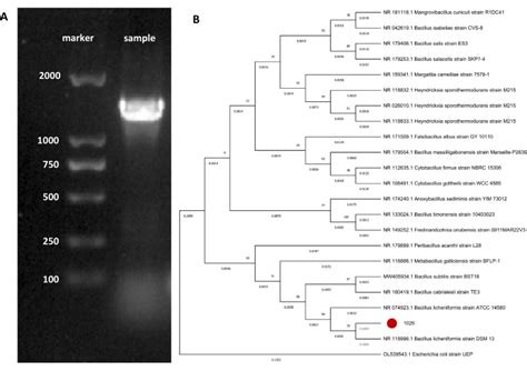 Isolation Purification And Identification Of Bacitracin Producing Bacillus Licheniformis From