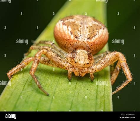 A Brown Crab Spider Xysticus Croceus On A Leaf Near Green Plants