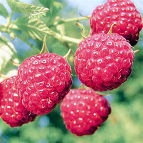 Red Raspberry Flower