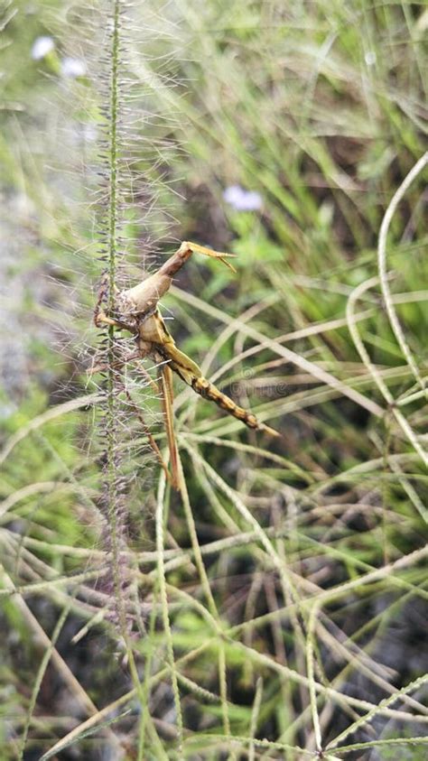 Dead Slant Faced Grasshopper Hanging On The Chloris Grass Stock Image Image Of Grasshopper