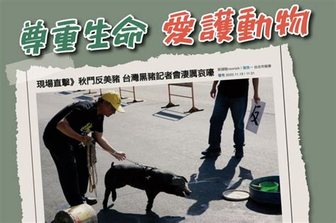 秋鬥遊行前傳虐豬？國民黨：民進黨潑髒水 政治快訊 要聞 Nownews今日新聞