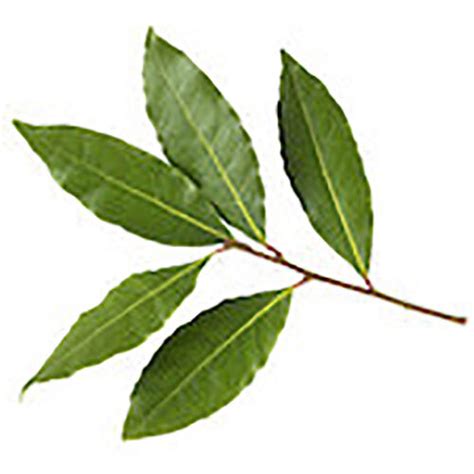Bay Laurel Laurel Leaf Oil At 2934 00 Inr In Delhi Paras Perfumers