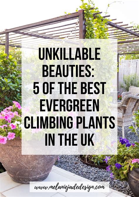 Unkillable Beauties 5 Of The Best Evergreen Climbing Plants In The Uk