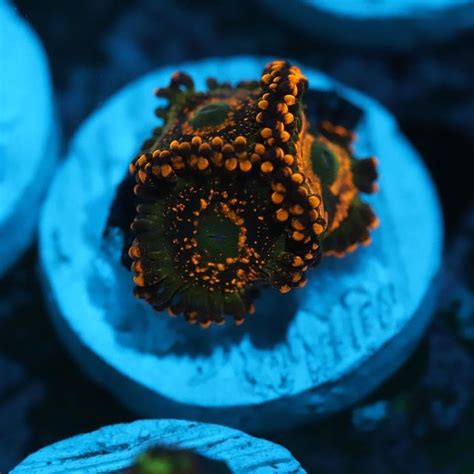 Some Of The Hottest Zoanthid On The Block R Zoanthids