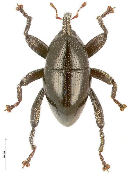 Papuan Weevil Has Screw In Legs Weevils Insects Insect Anatomy