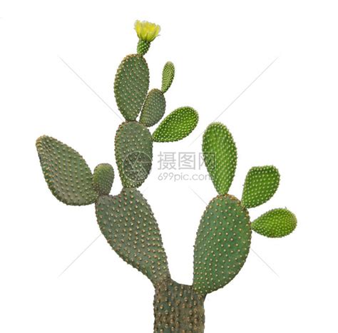 白色背景上孤立的高清图片下载 正版图片503342632 摄图网