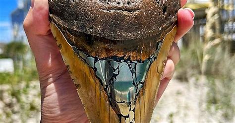 Gold Megalodon Tooth Album On Imgur