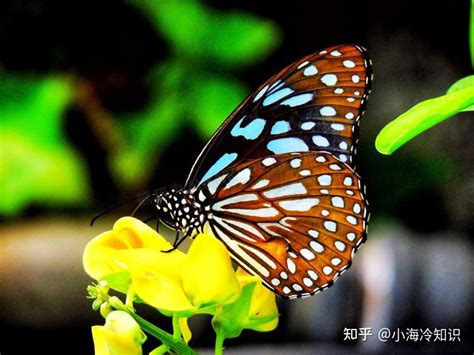 什么是“蝴蝶效应” 知乎