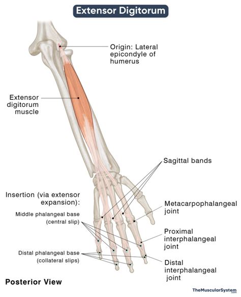 Extensor Digitorum Action Origin Insertion Diagram Extensor Digitorum Action Origin Insertion Diagram