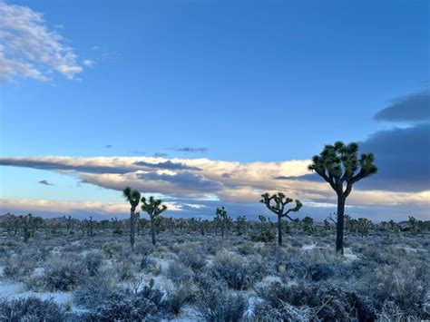 Joshua Tree National Park With A Rare Dusting Of Snow Rnationalpark
