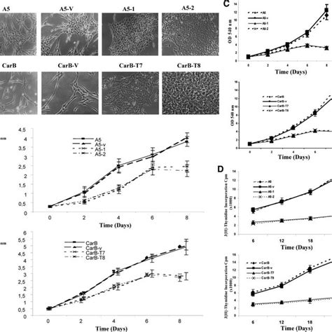 Phenotypic Characteristics A And Growth Rate Assays Trypan Blue B