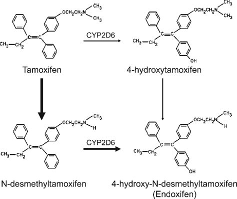 The Metabolic Pathway Of Tamoxifen Download Scientific Diagram