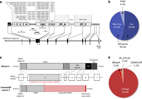 Spectrum Of Mutations In Umod And Muc1 A Umod Gene And Protein