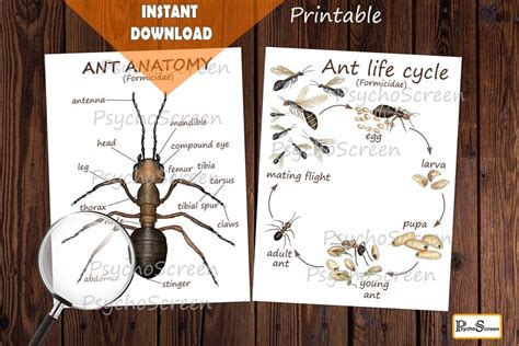 All About Ants Ant Anatomy Life Cycle Posters And Materials