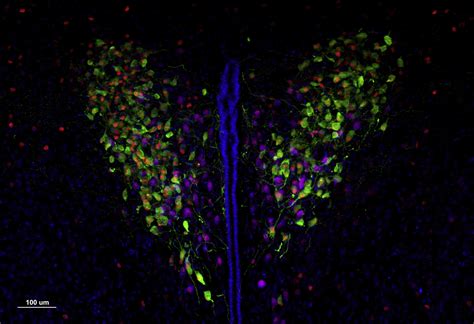 Cell Press Star Protocols